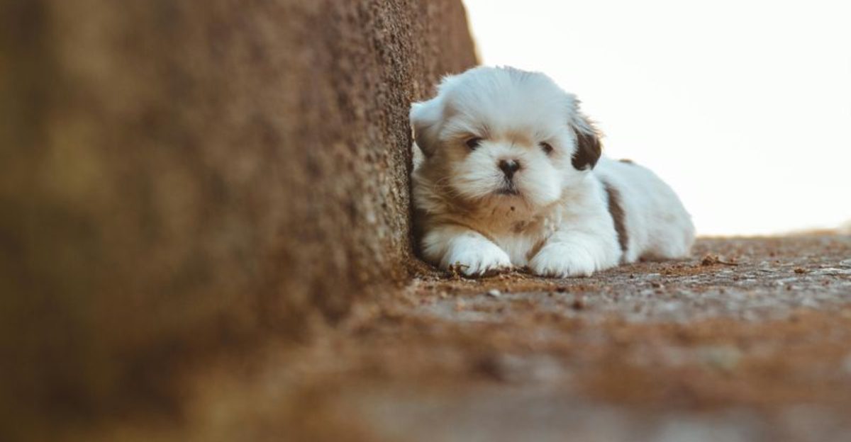 11 Tiny Dogs with Big Personalities and Loving Natures