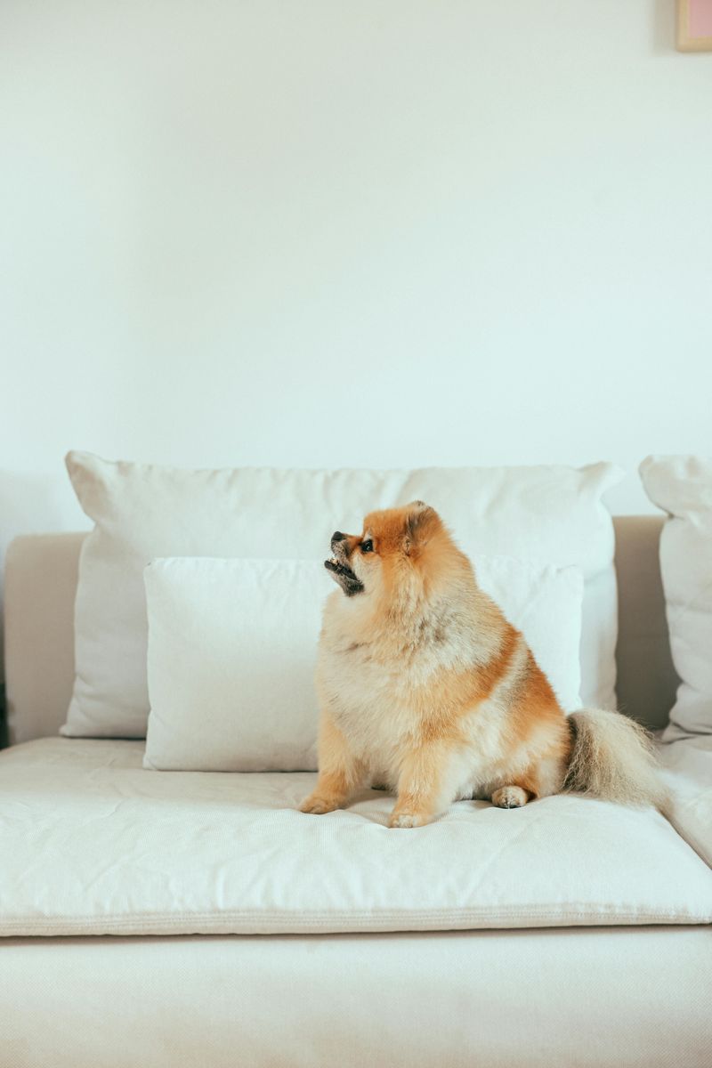 11 Tiny Dogs with Big Personalities and Loving Natures