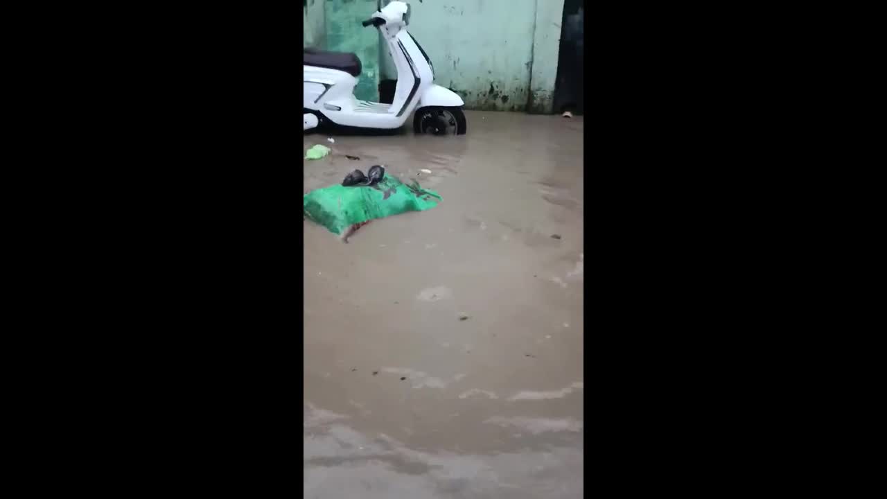 Two rats floating on a garbage sack during flooding in Cebu, Philippines