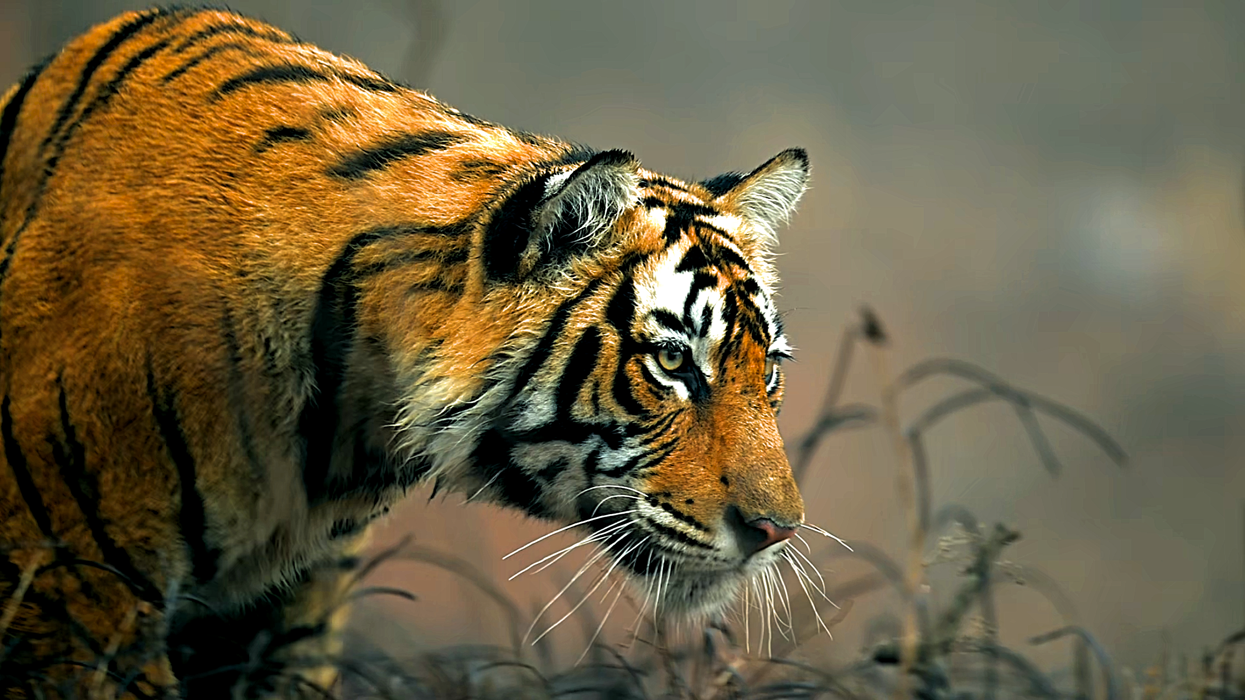 Nature’s Perfect Hunter Caught on Camera Just Before Striking Its Prey