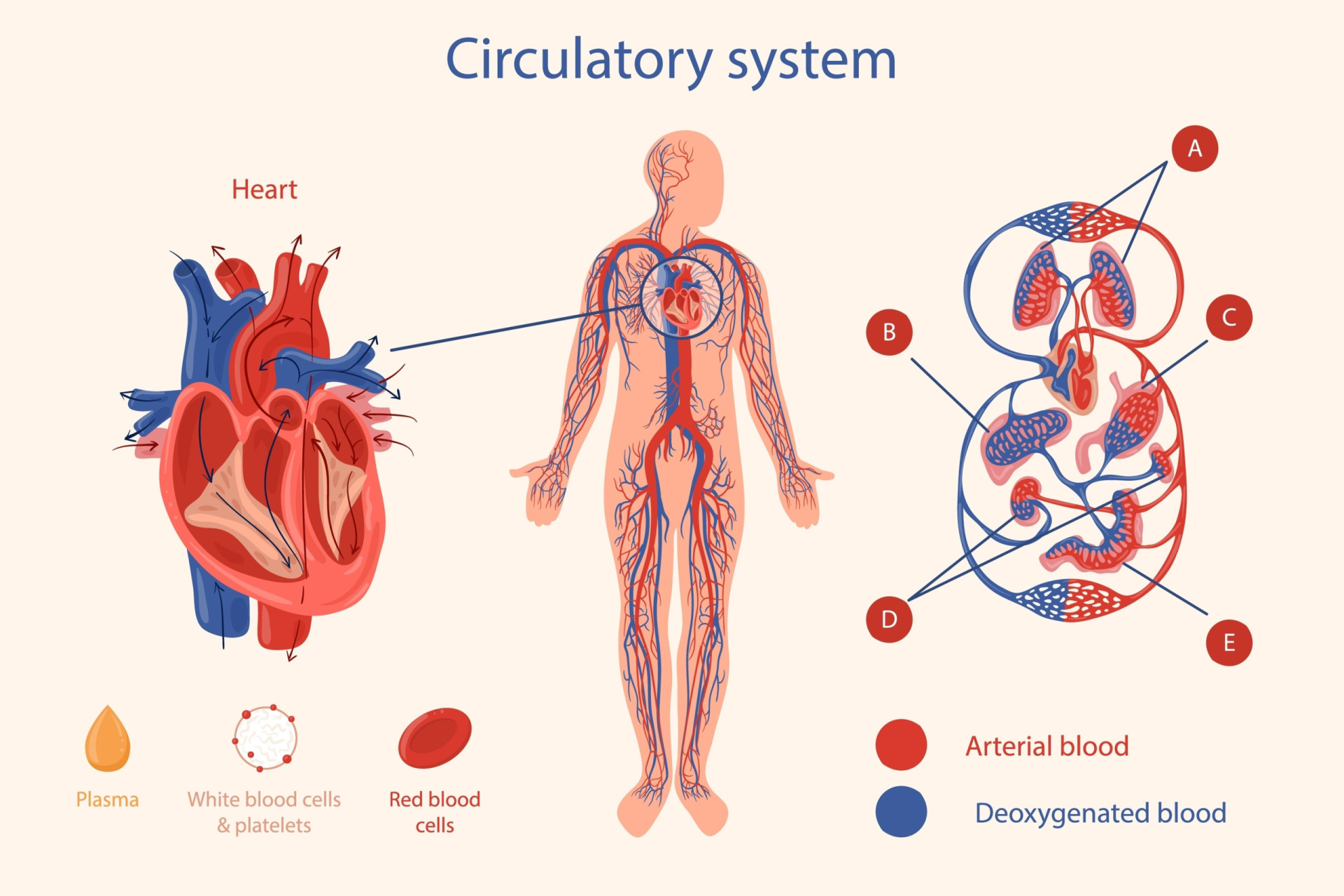 The human body has over 10 organ systems. Can you name them all?