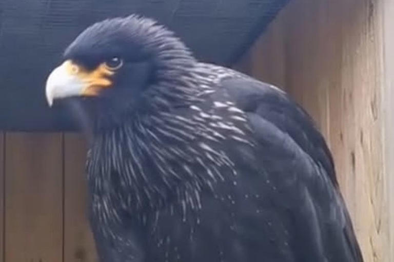 'Substantial' reward offered to help find 'stolen' bird of prey