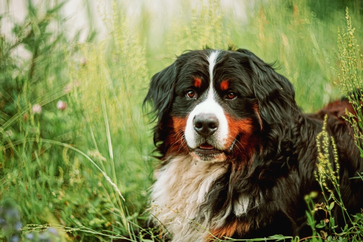 7 Best-Behaved Dog Breeds Experts Recommend