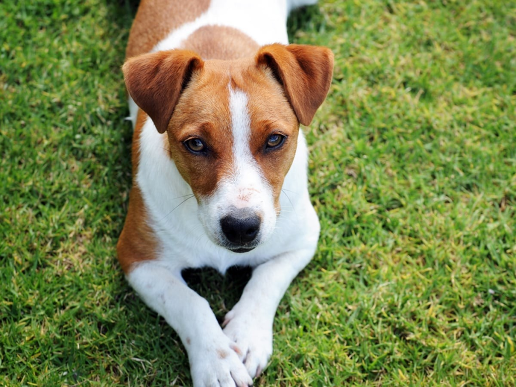 8 Small Habits Your Dog Never Forgets