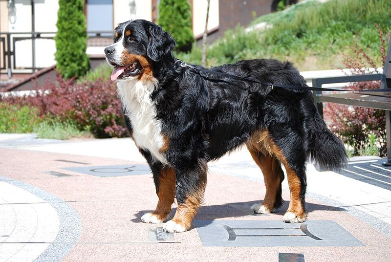 13 Giant Dog Breeds with Especially Endearing Personalities