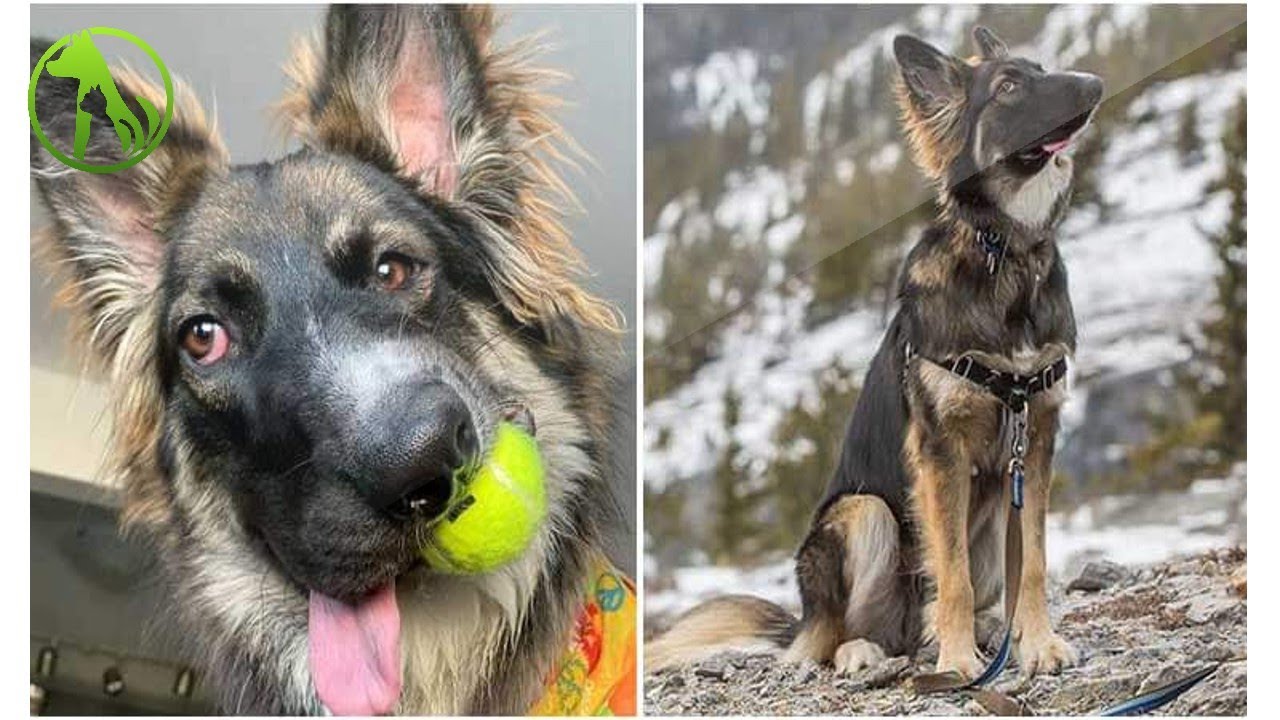 Brodie, the Dog Disfigured as a Puppy, Grows Up to Become a Therapy Hero