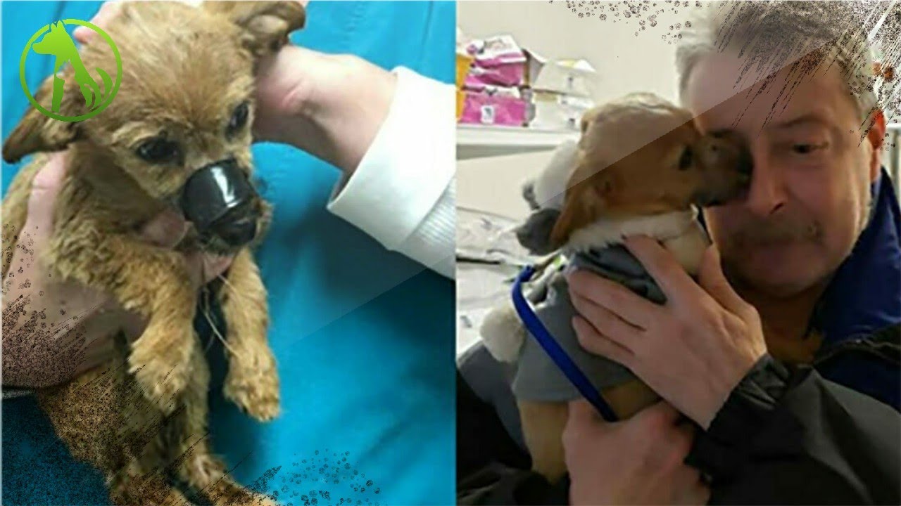 Puppy Found With Taped Mouth Recognizes the Man Who Saved Him