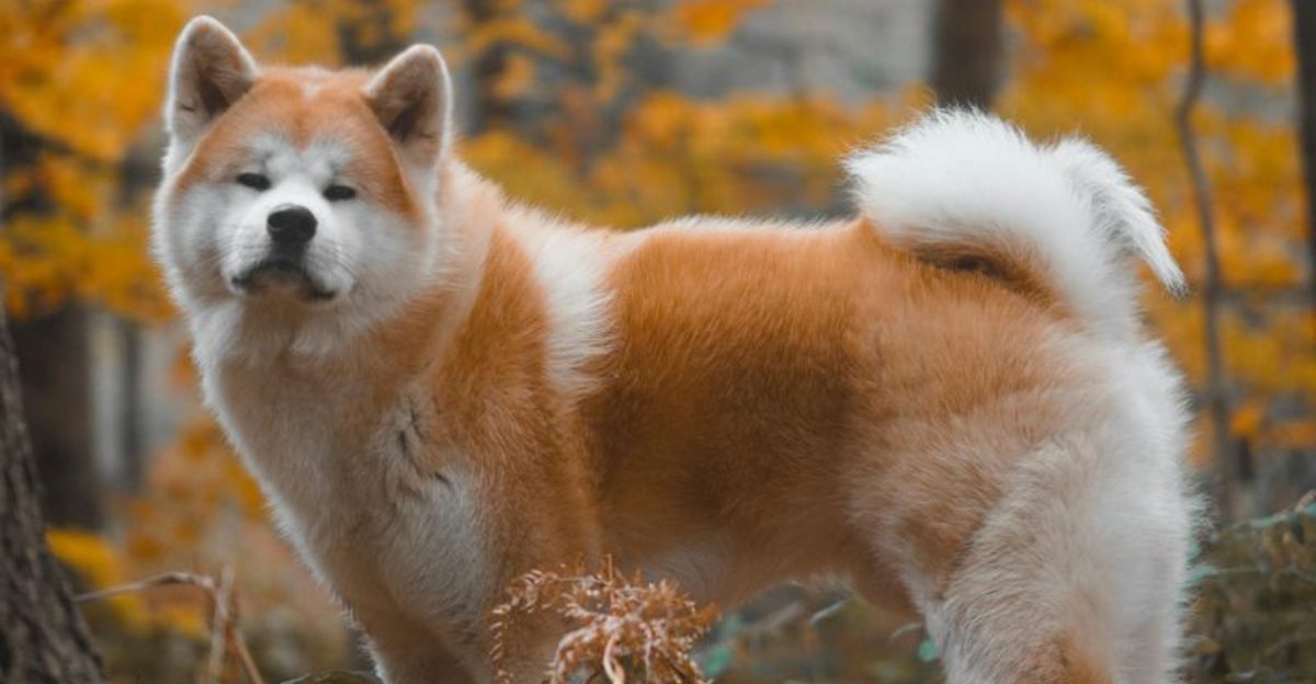 18 Deeply Devoted Dog Breeds That Wear Their Hearts on Their Paws