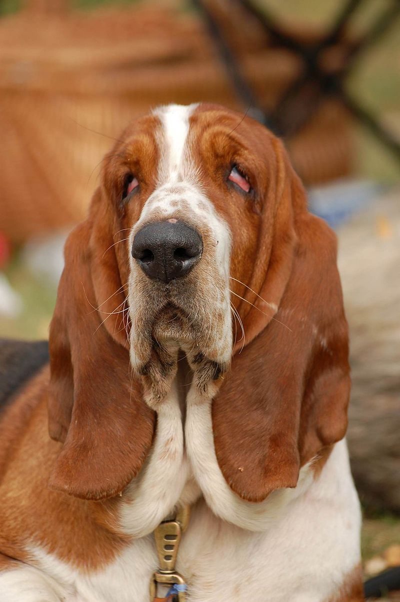 16 Chill Dog Breeds That Are Happy to Take Life Slow