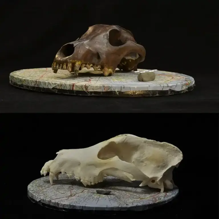 Estudian 600 cráneos y descubren cómo los humanos antiguos criaron y ...