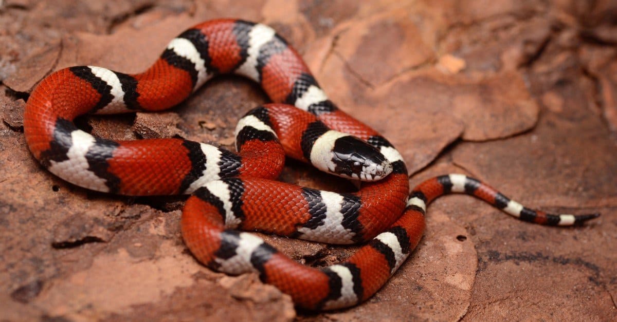 Evolution paints red: How snakes weaponize color across continents