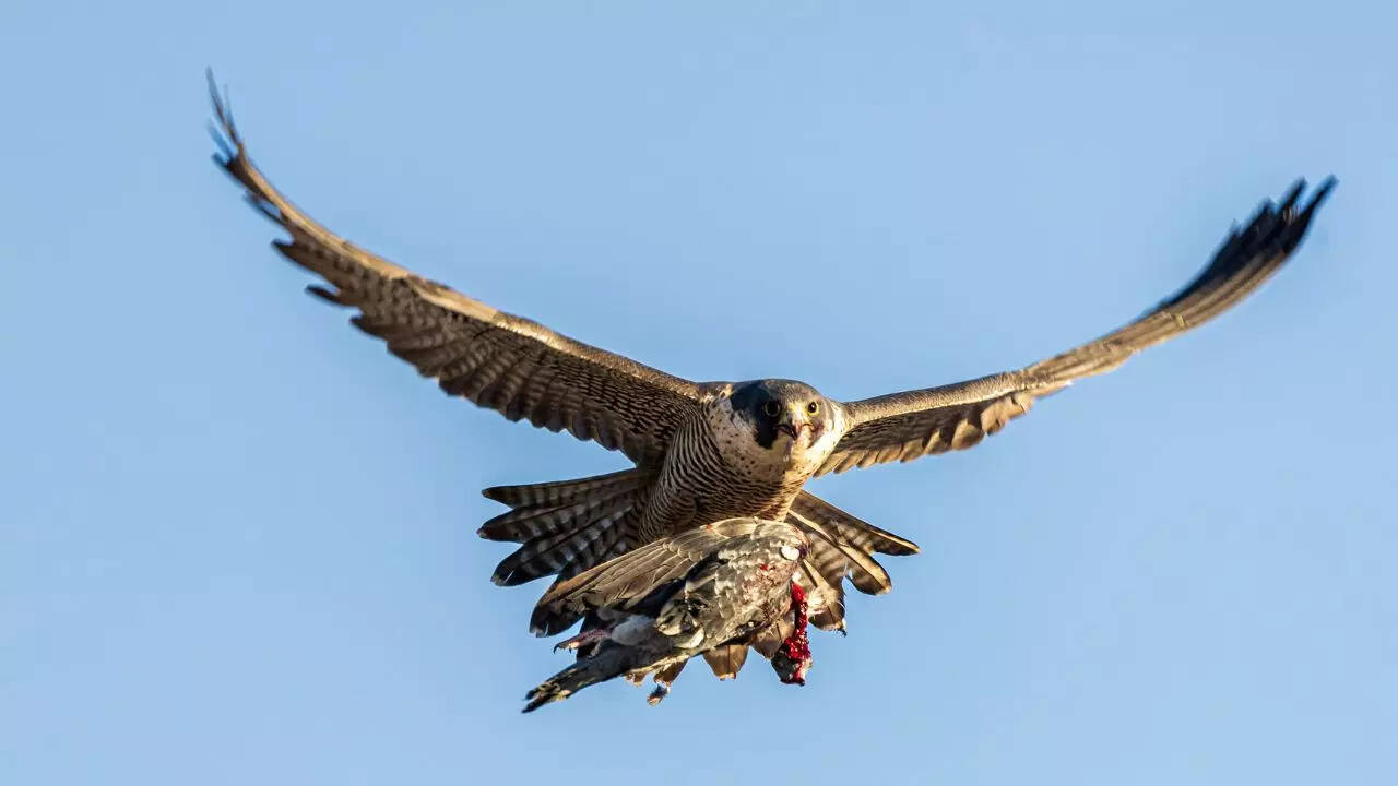 7 animals whose names begin with the letter “F”