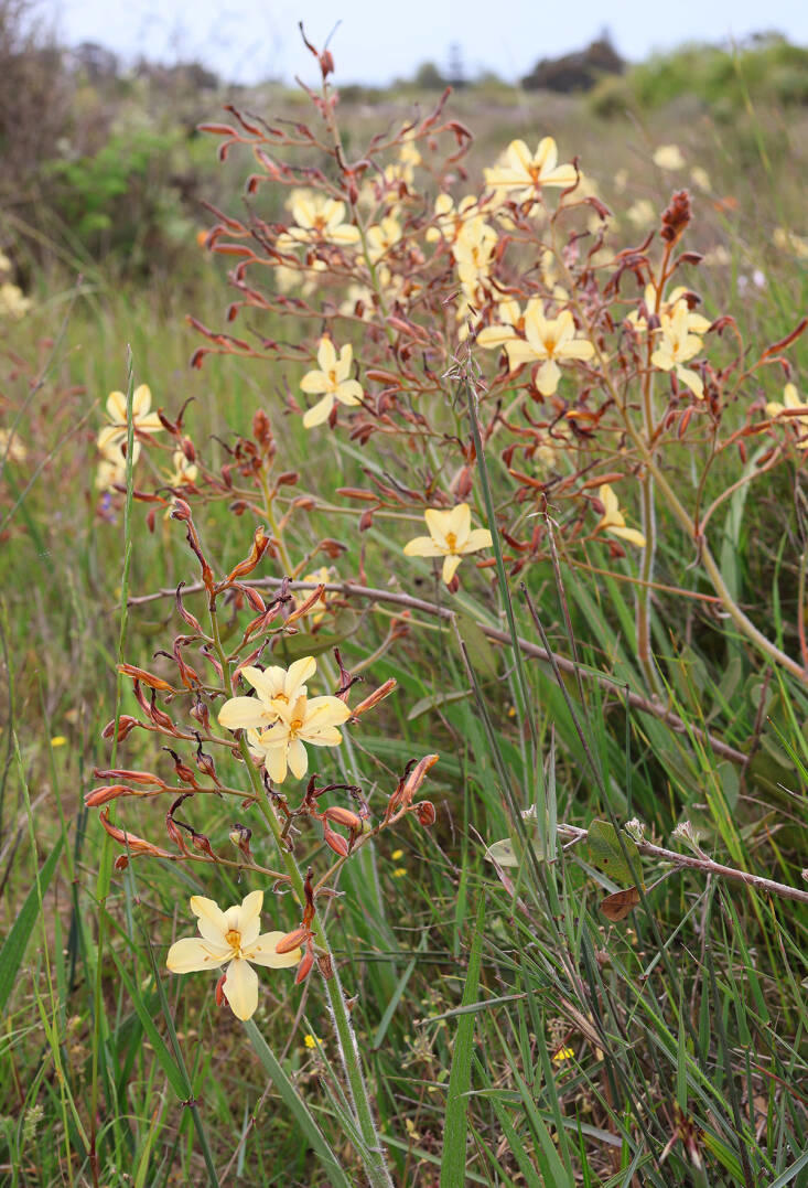 A Stunning Botanical Hotspot: Waylands Wildflower Reserve in Darling ...