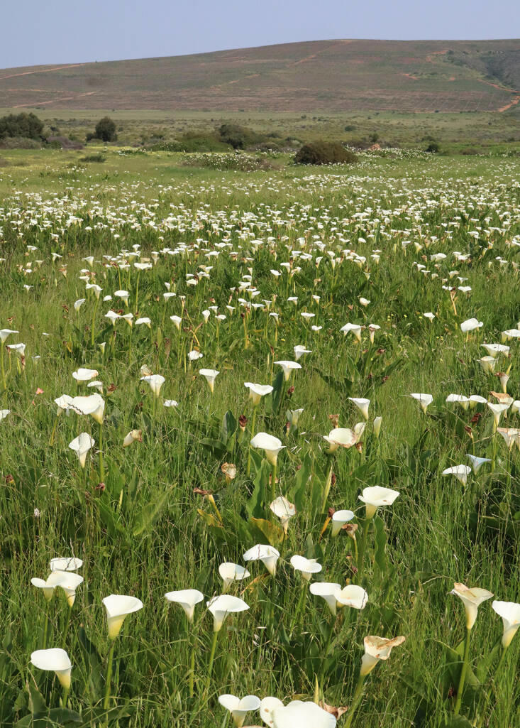 A Stunning Botanical Hotspot: Waylands Wildflower Reserve in Darling ...