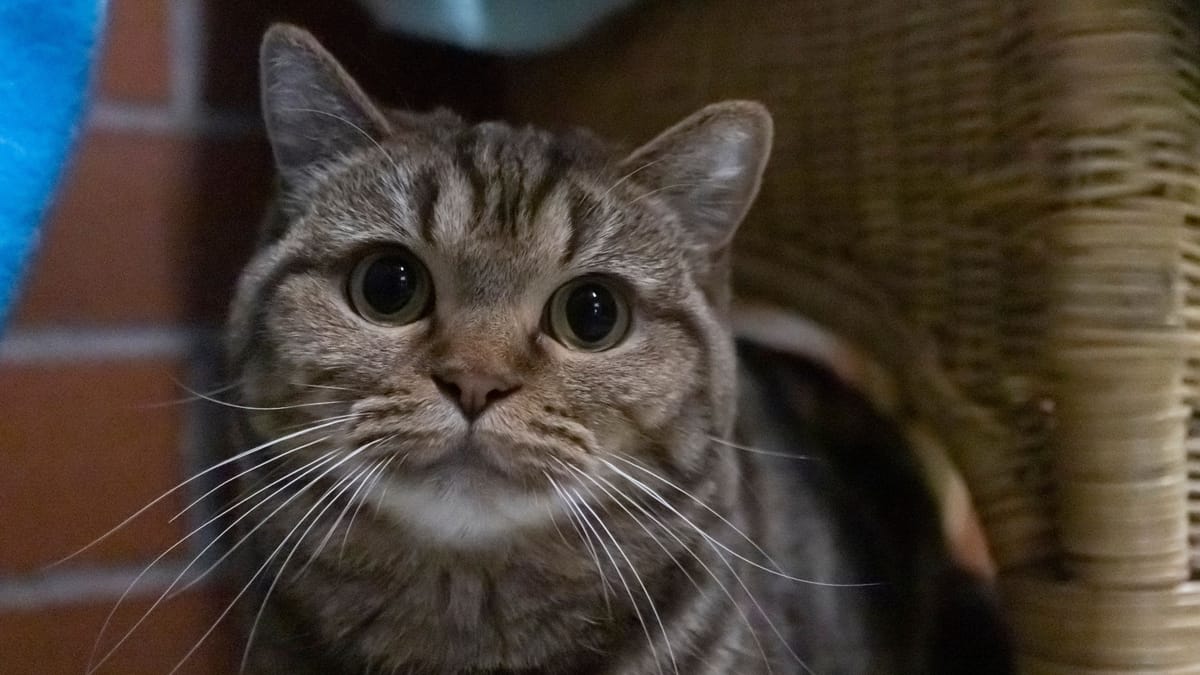 Entlaufener Kater Nono wieder aufgetaucht