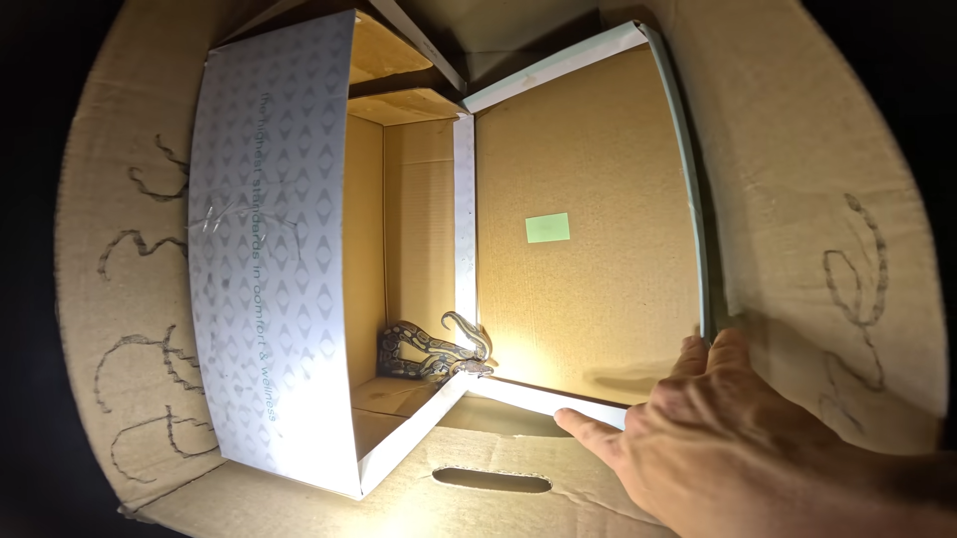 I found a pet store dumpster filled with snakes!