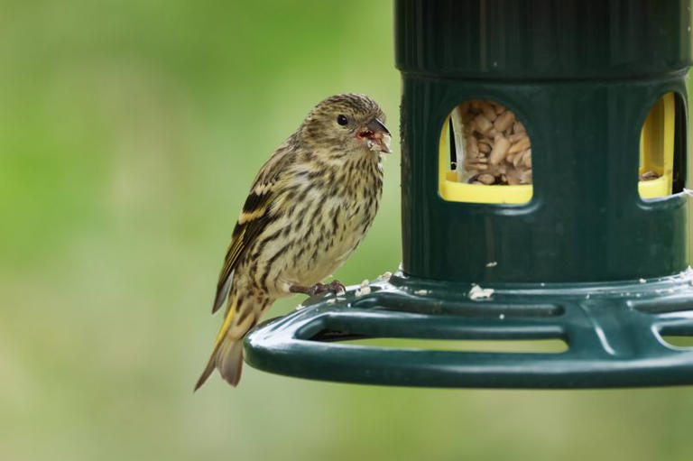 'Check for warning signs' if you have birds visiting your garden