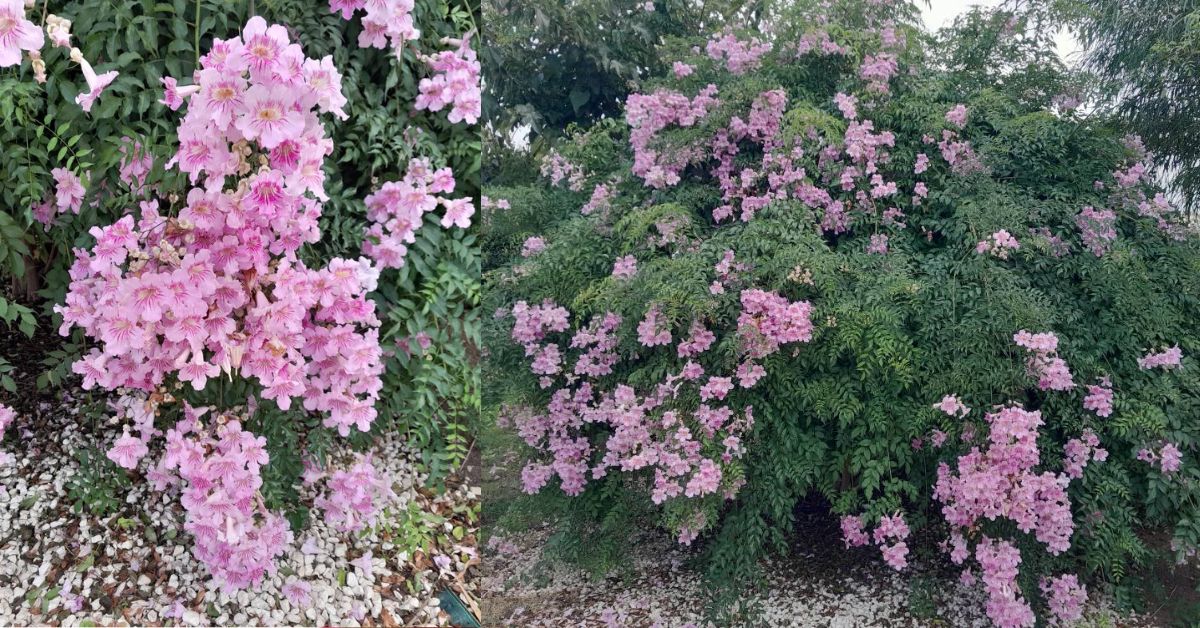La bignonia Contessa Sara è la pianta rampicante da scegliere per avere ...