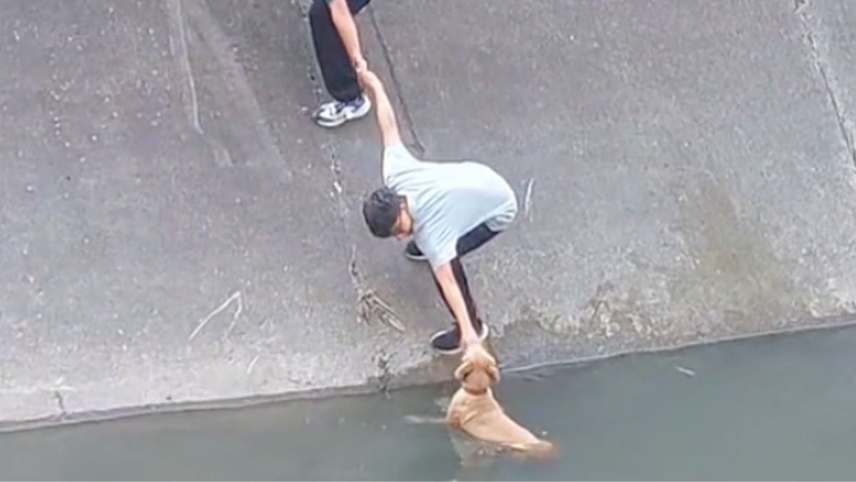 Dog is about to drown but neighbours make a human chain to save him