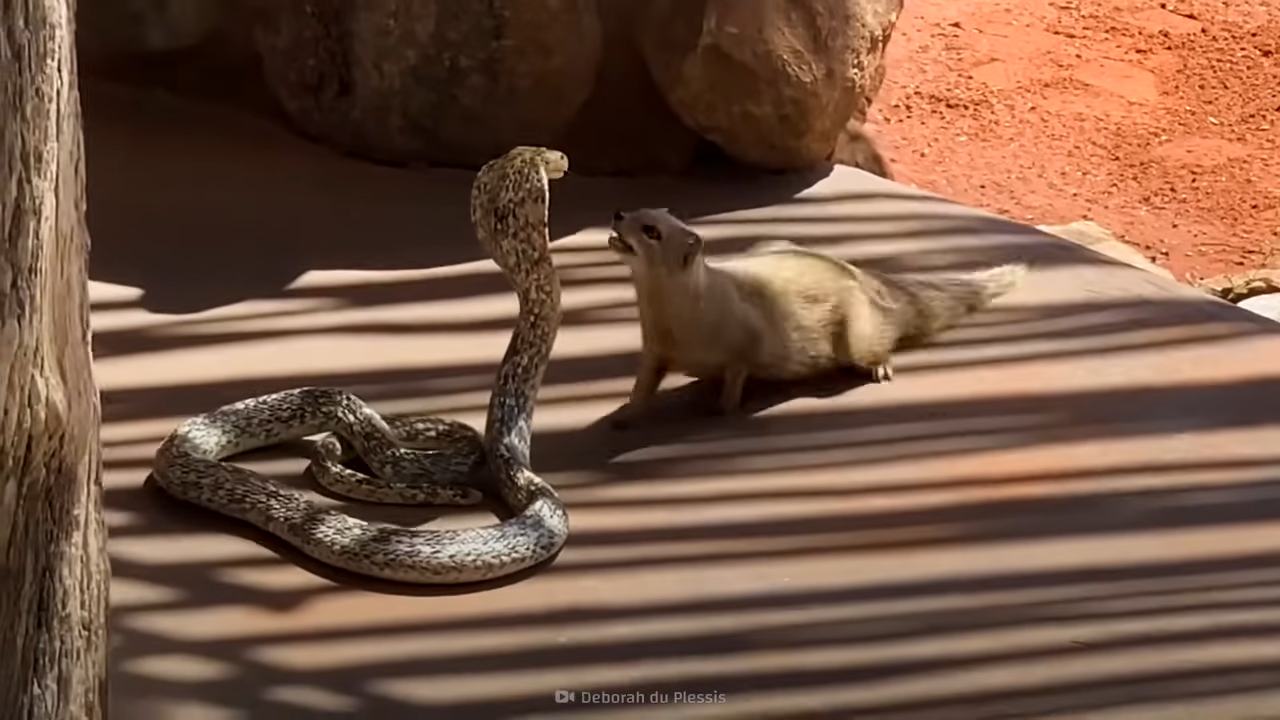 The secret weapon that lets mongooses kill cobras