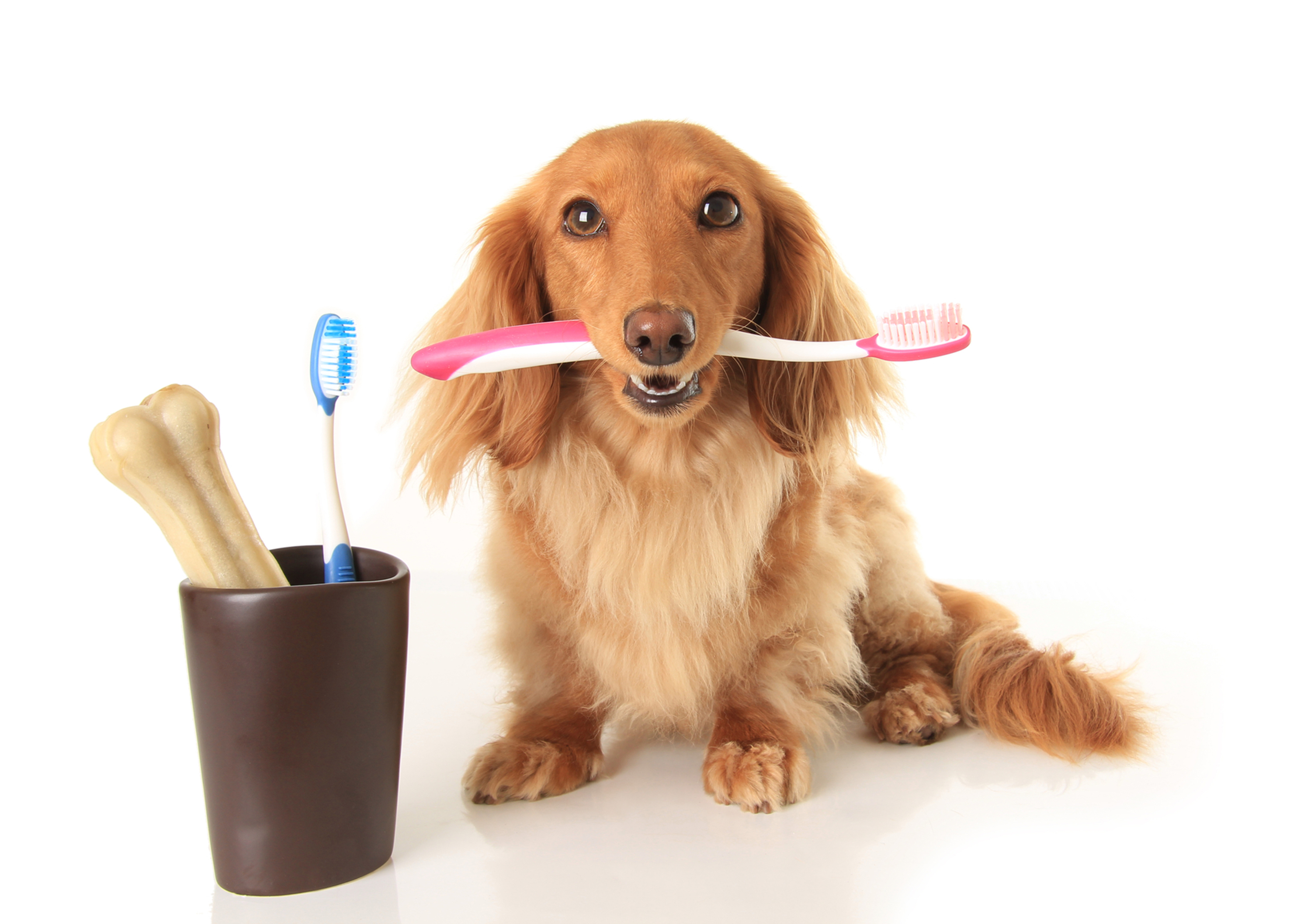 Doggy dental care: Tips on keeping your dog’s mouth healthy