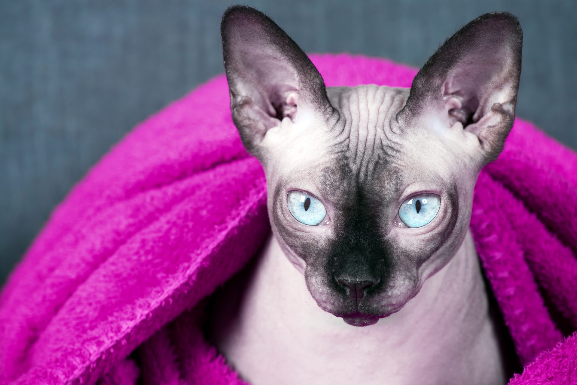 These cats have the lowest life expectancies of all domestic breeds