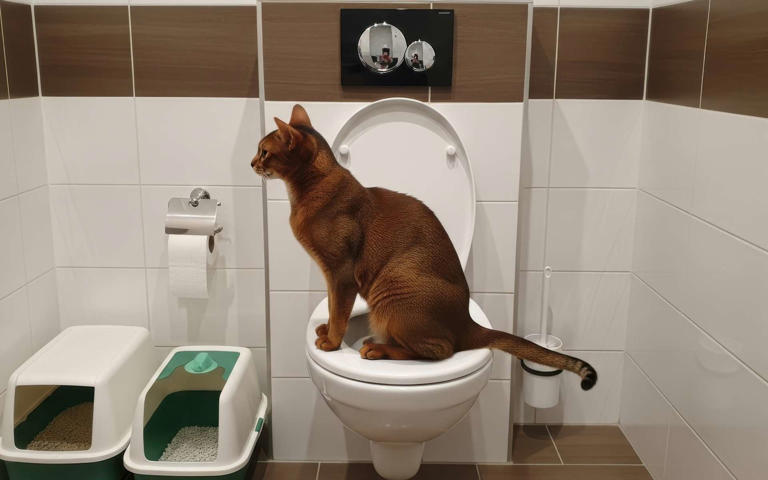 Votre chat peut-il vraiment aller aux toilettes ? Voici pourquoi c’est ...