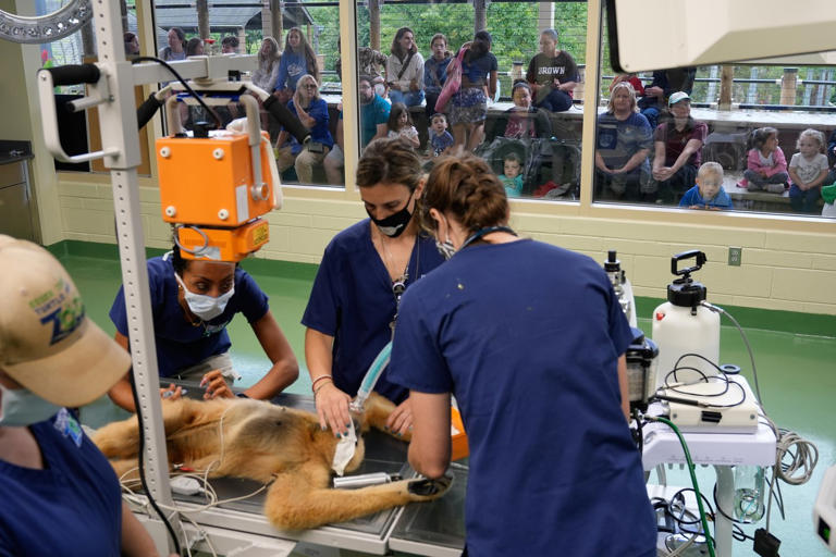 Visitors to a New Jersey zoo get to watch veterinarians treat the animals