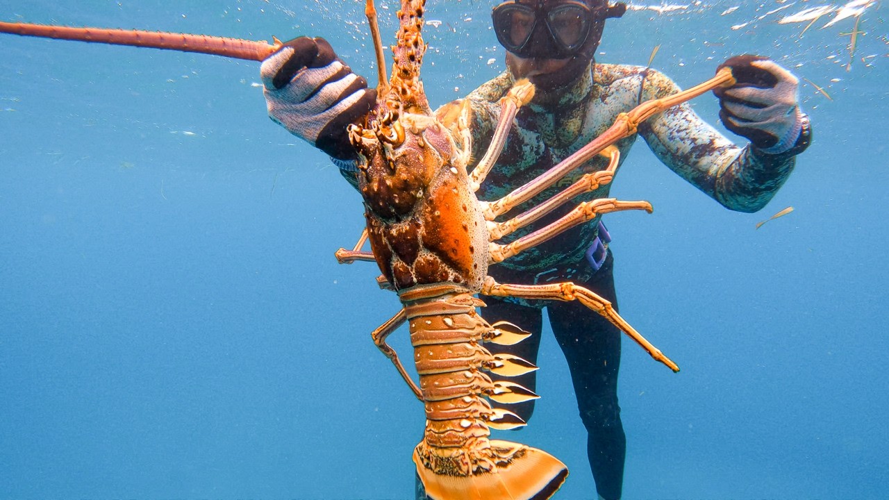 Spearfishing for Lobster Turns Into a Wildlife Showdown