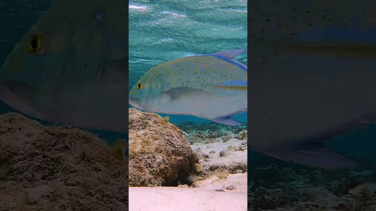 Fish saves other fish