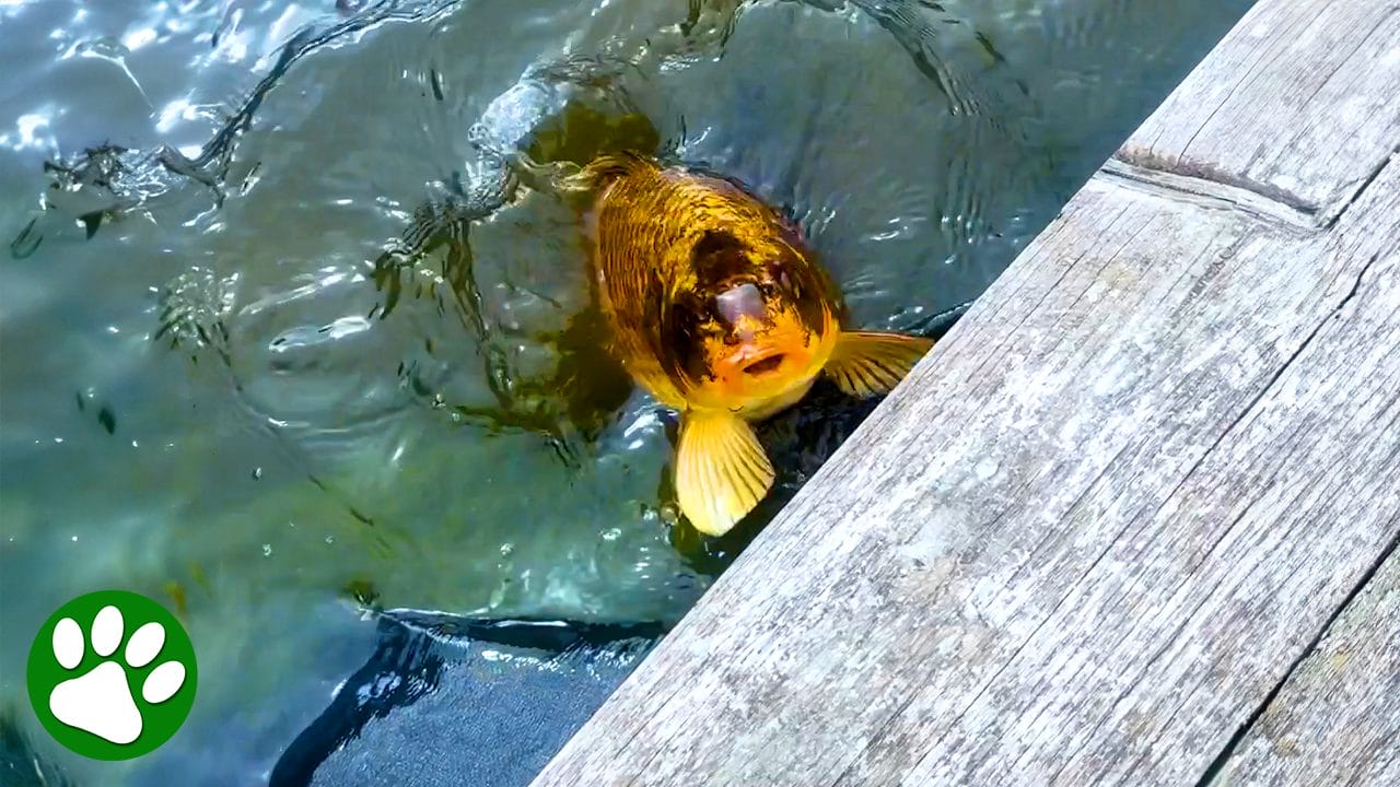 Koi Fish Surprises Everyone With His Big Personality