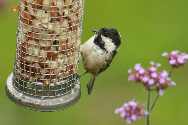 Households with birds visiting gardens told 'check for warning signs'