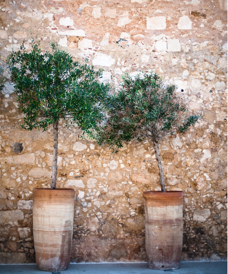 What to do with an olive tree in June – 7 steps for a healthy tree and ...