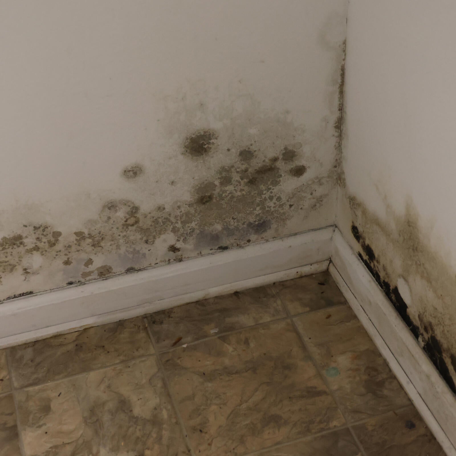 Mold causes hidden health crisis as extreme weather risk grows