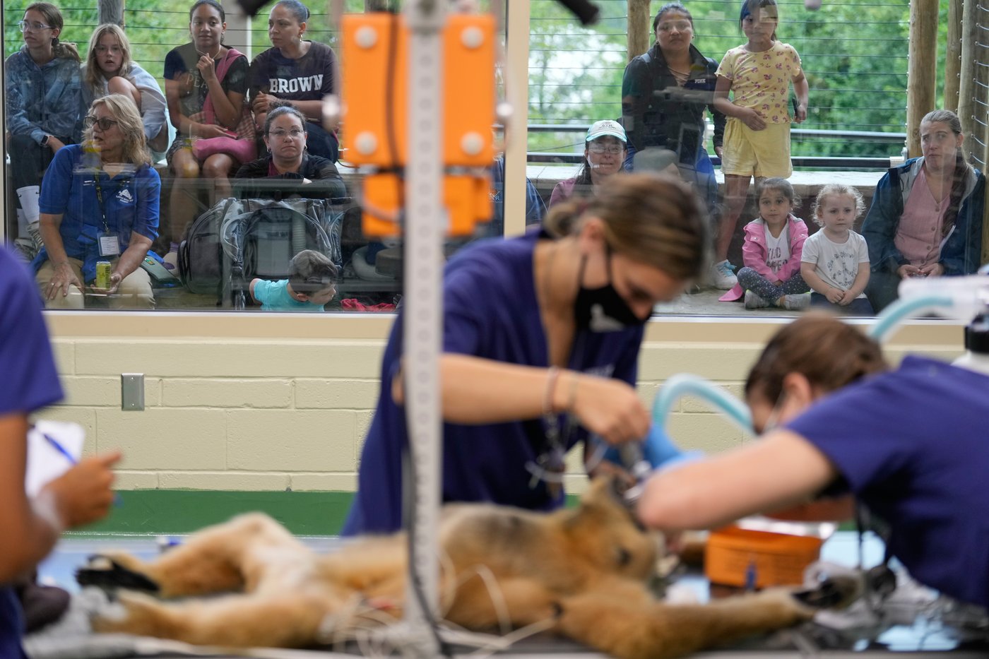 Visitors to a New Jersey zoo get to watch veterinarians treat the animals