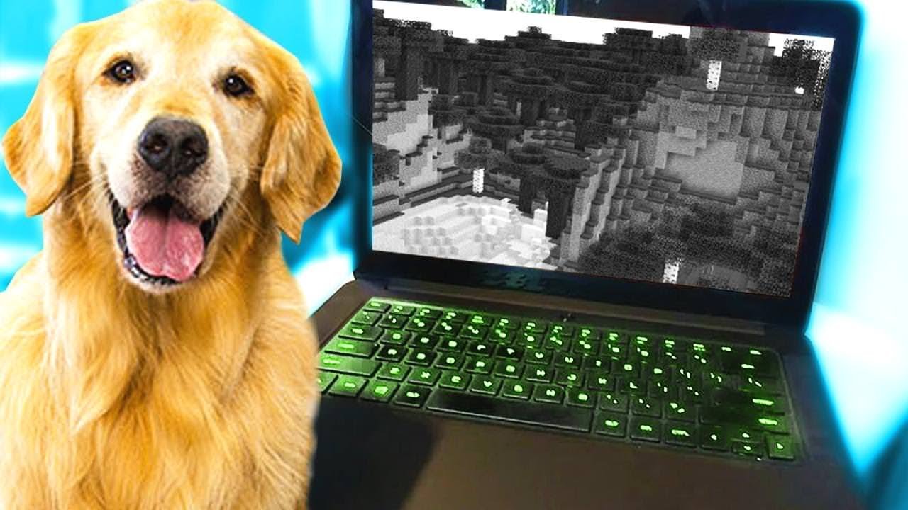 Here’s how dogs actually see the world of Minecraft