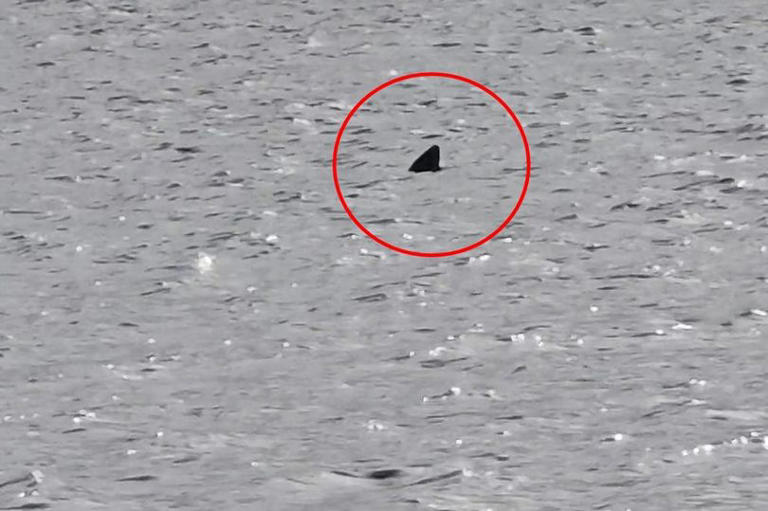 Shark fin spotted off Welsh seaside resort's coast sparks fears 'great ...