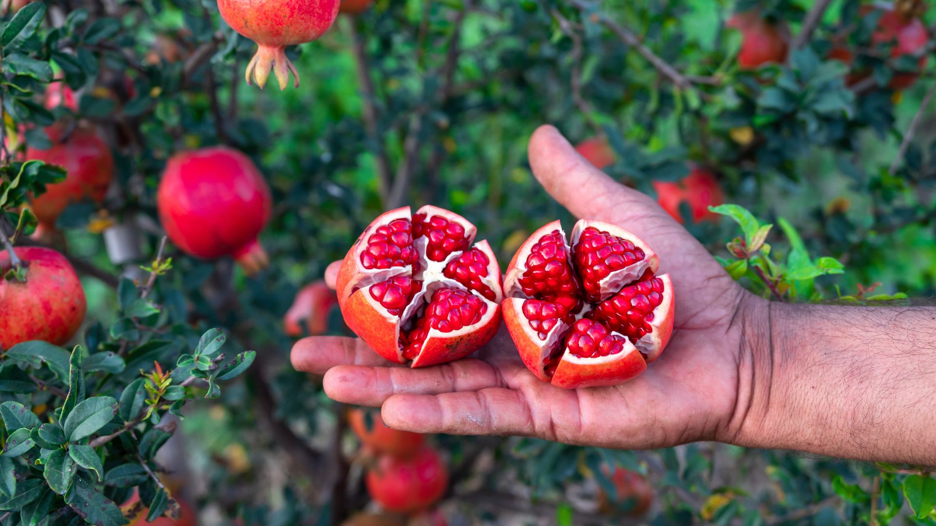 What Might Happen To Your Body If You Eat Pomegranate Seeds Every Day?