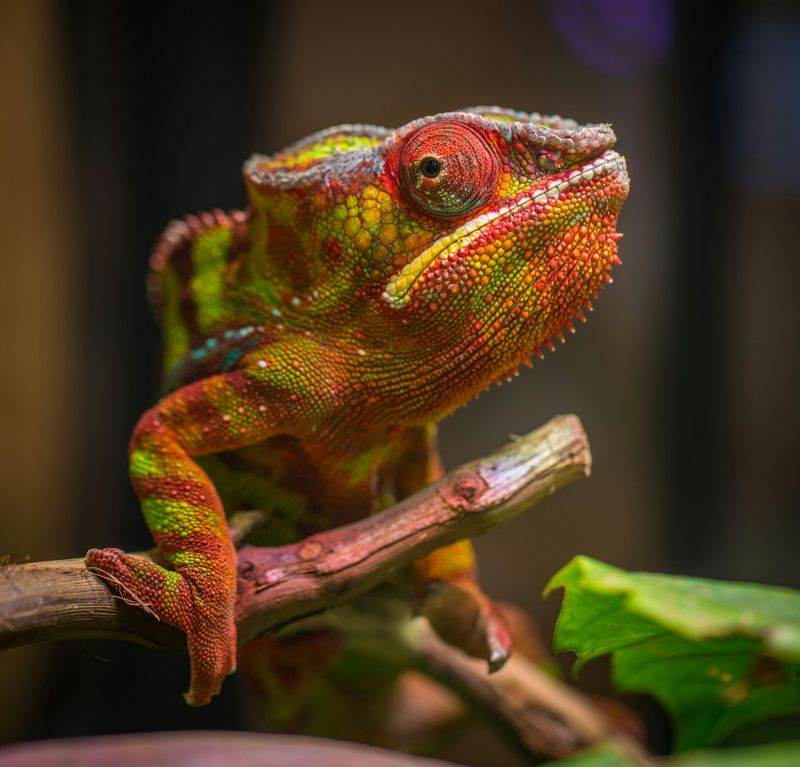Animals That Change Colour Based On Their Mood