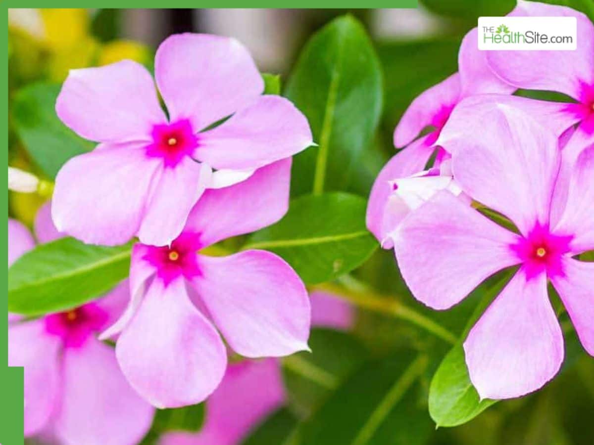 Sadabahar For Hair Growth: Amazing Benefits And Uses Of Periwinkle ...