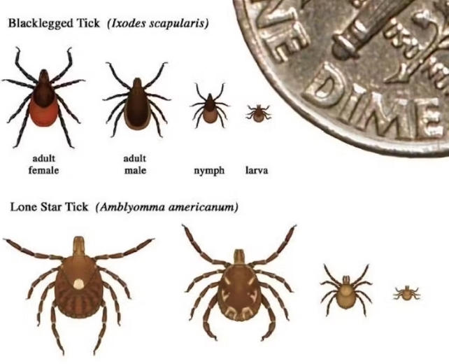 First Confirmed Death From Tick-Aquired Meat Allergy Prompts Warnings