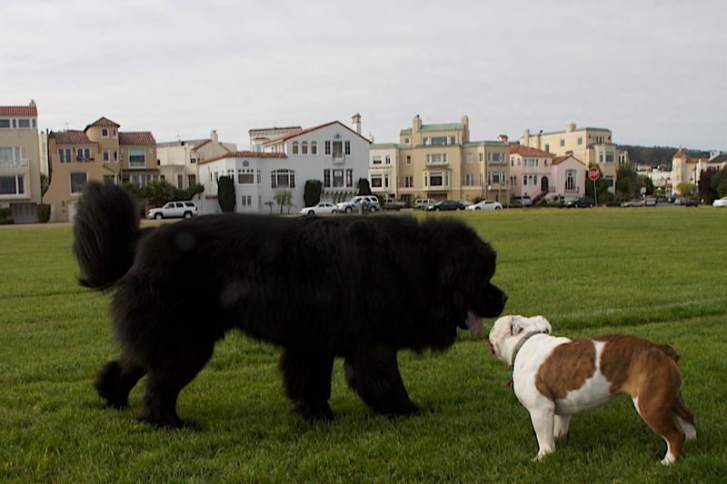 13 Giant Dog Breeds with Especially Endearing Personalities