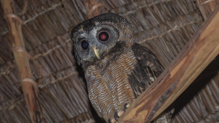 The Do's And Don'ts Of Ethical Wildlife Photography