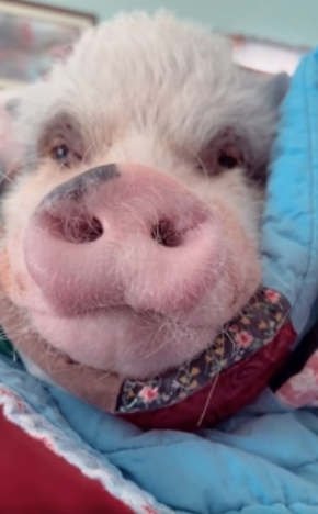 The Human Who Can’t Stop Booping My Nose