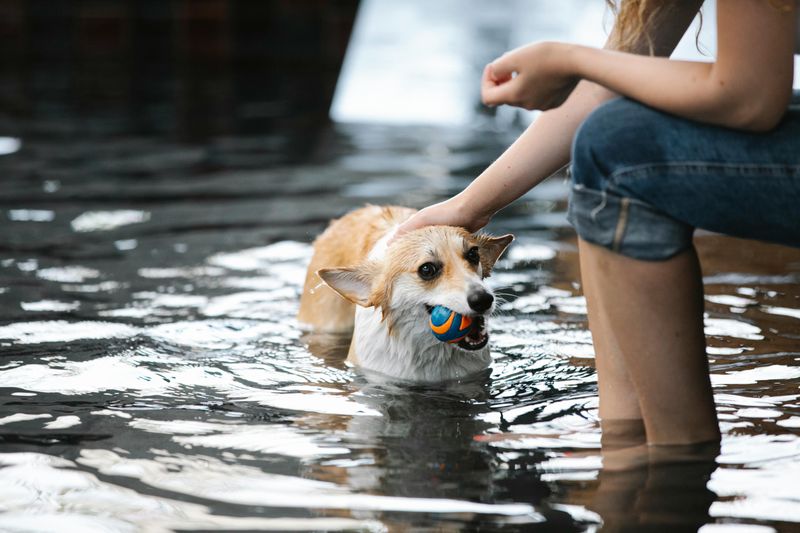 Funny Habits Dogs Have That Actually Mean Something Sweet