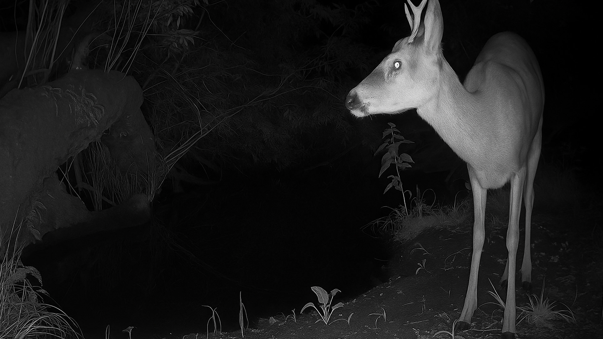 River Camera Trap Captured It All