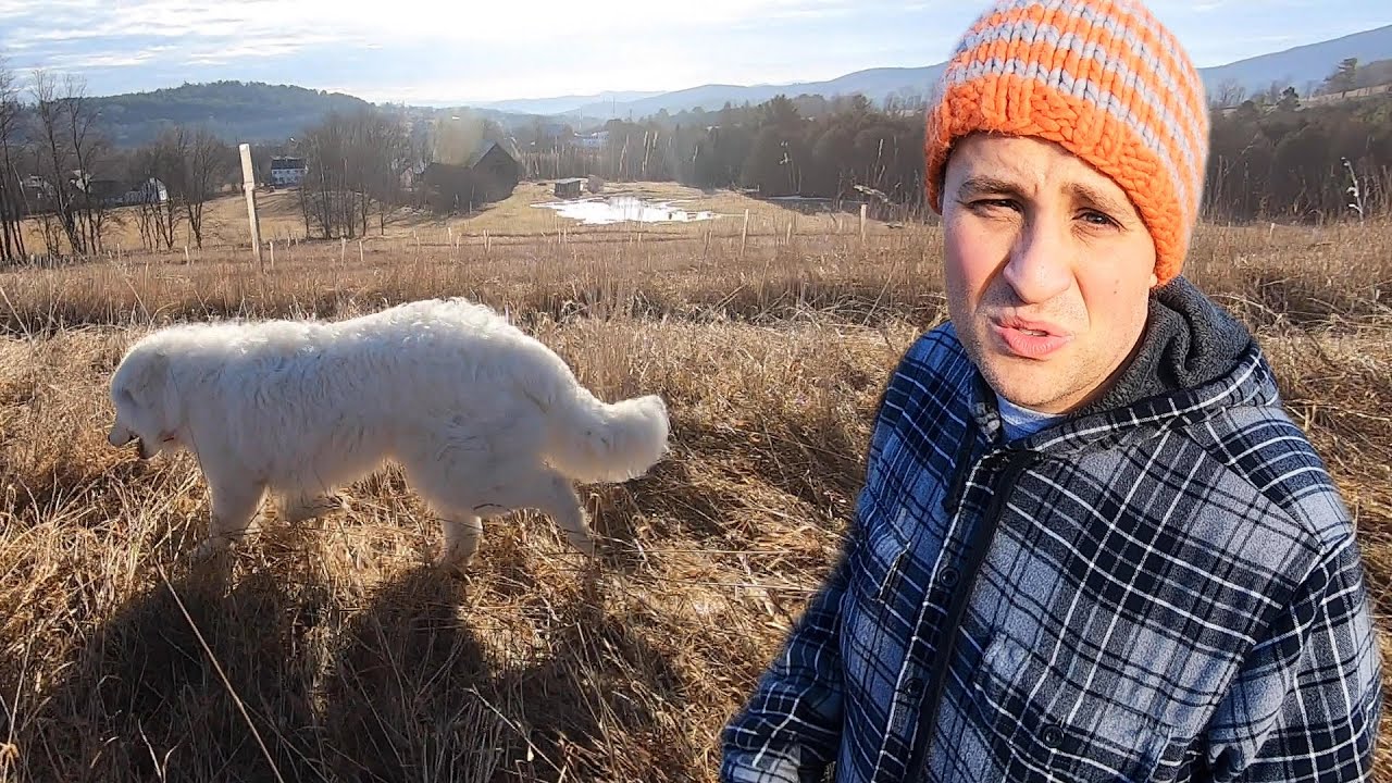 Can our dog keep bobcats away from the farm?