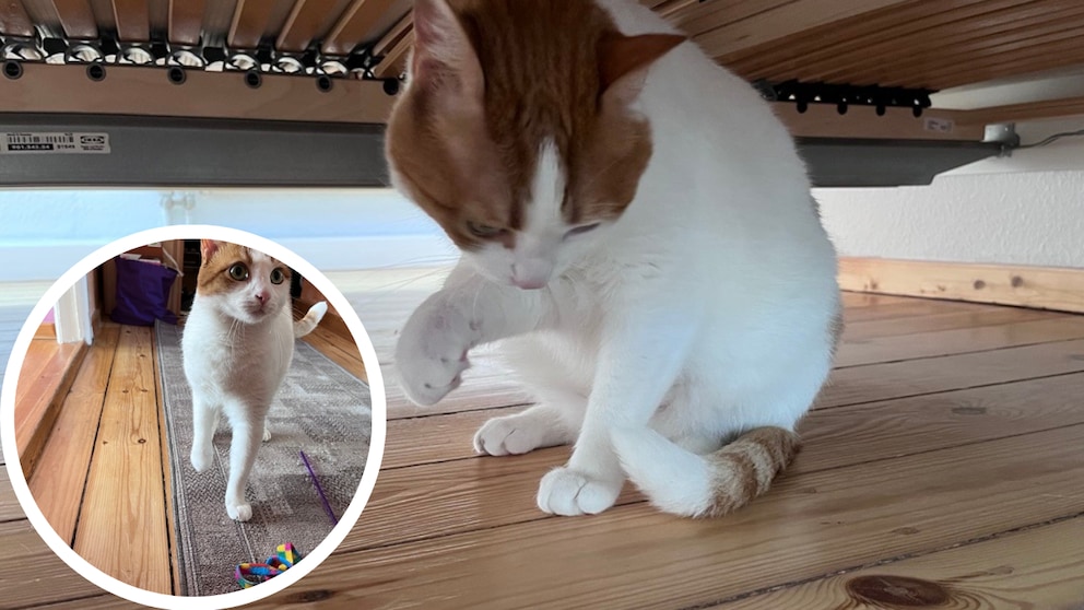 Cat Suddenly Limping? Here’s What Could Be Behind It