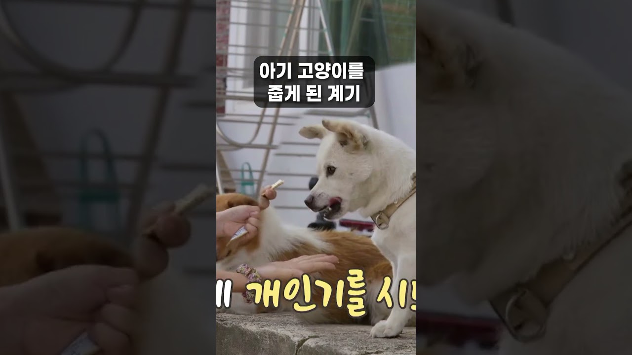 아기 고양이를 줍게 된 계기 #왜그러냥귀엽개 #shorts