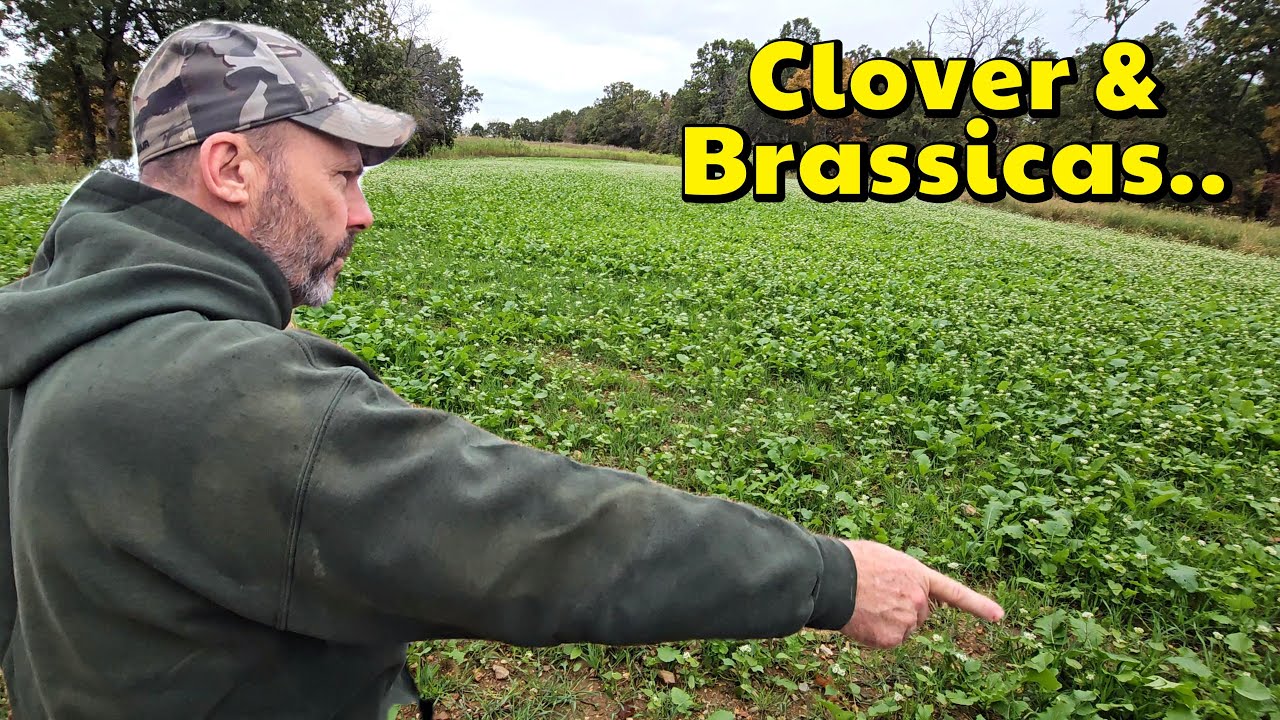 Fall Food Plot — Clover & Brassica With Pro Staffer Phil